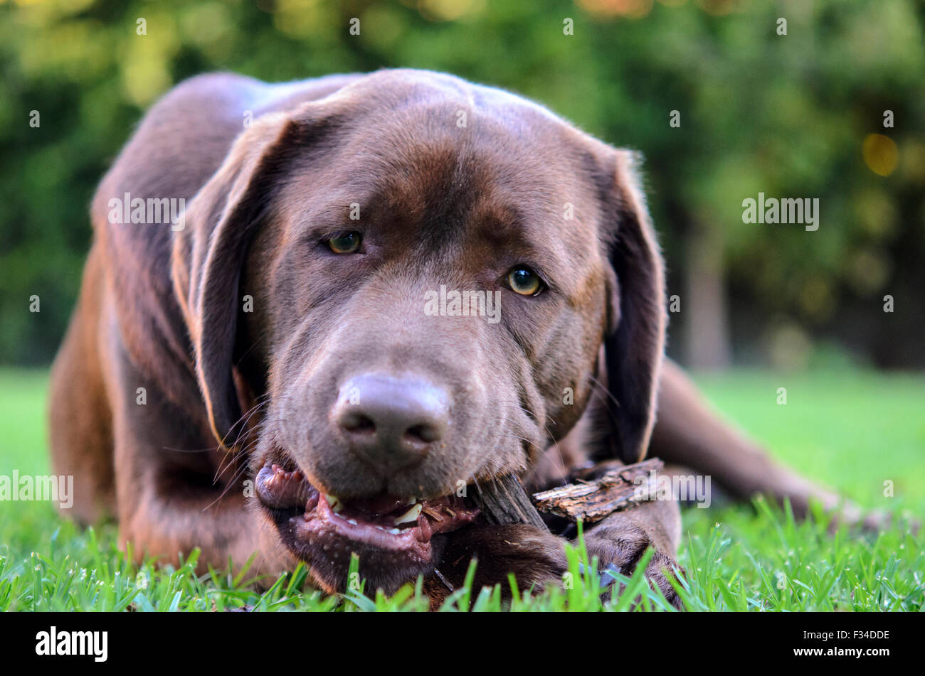 A young chocolate Labrador Retriever chewing Stock Photo - Alamy