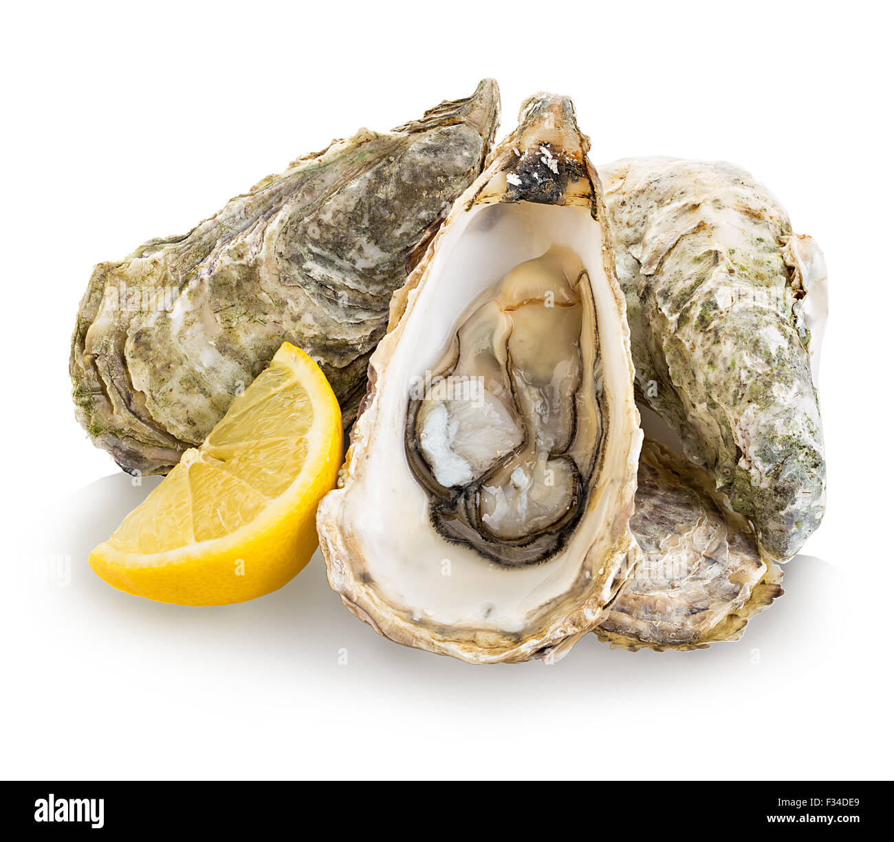 Oyster isolated on white background Stock Photo - Alamy