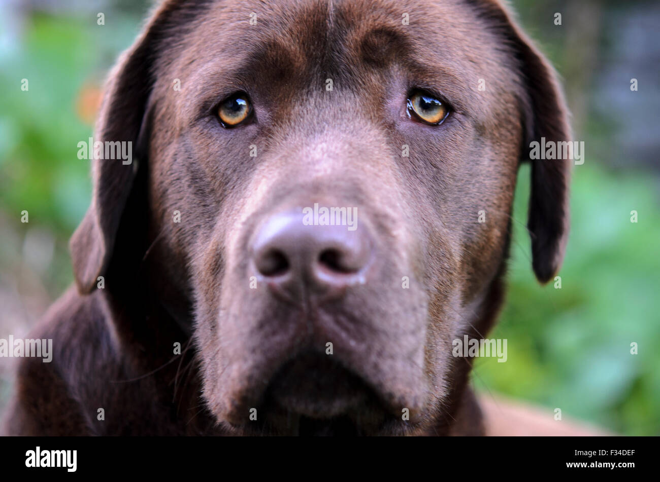 Labrador eyes hi-res stock photography and images - Alamy