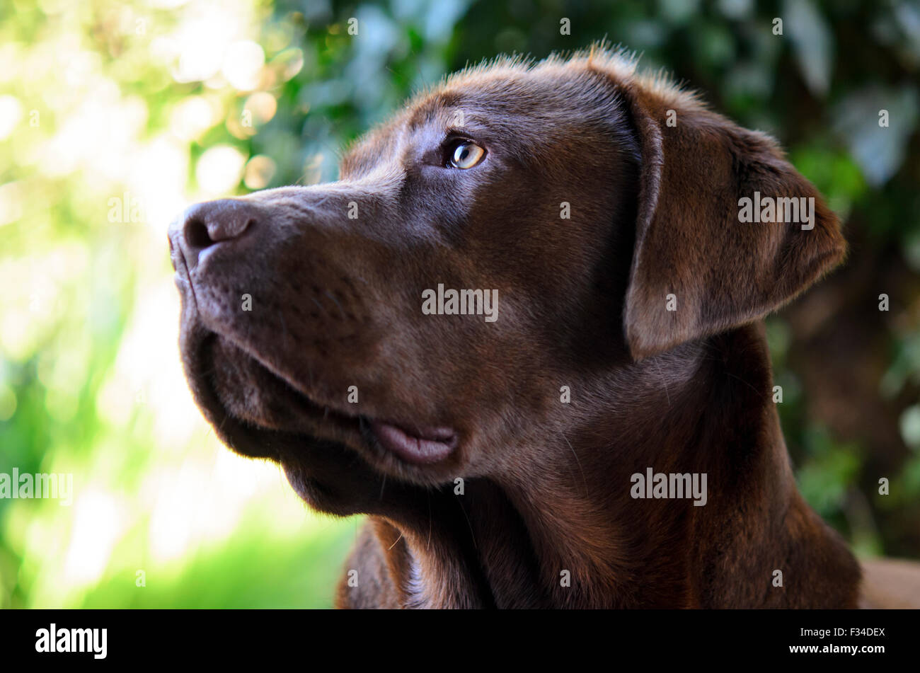 A young chocolate Labrador Retriever Stock Photo - Alamy