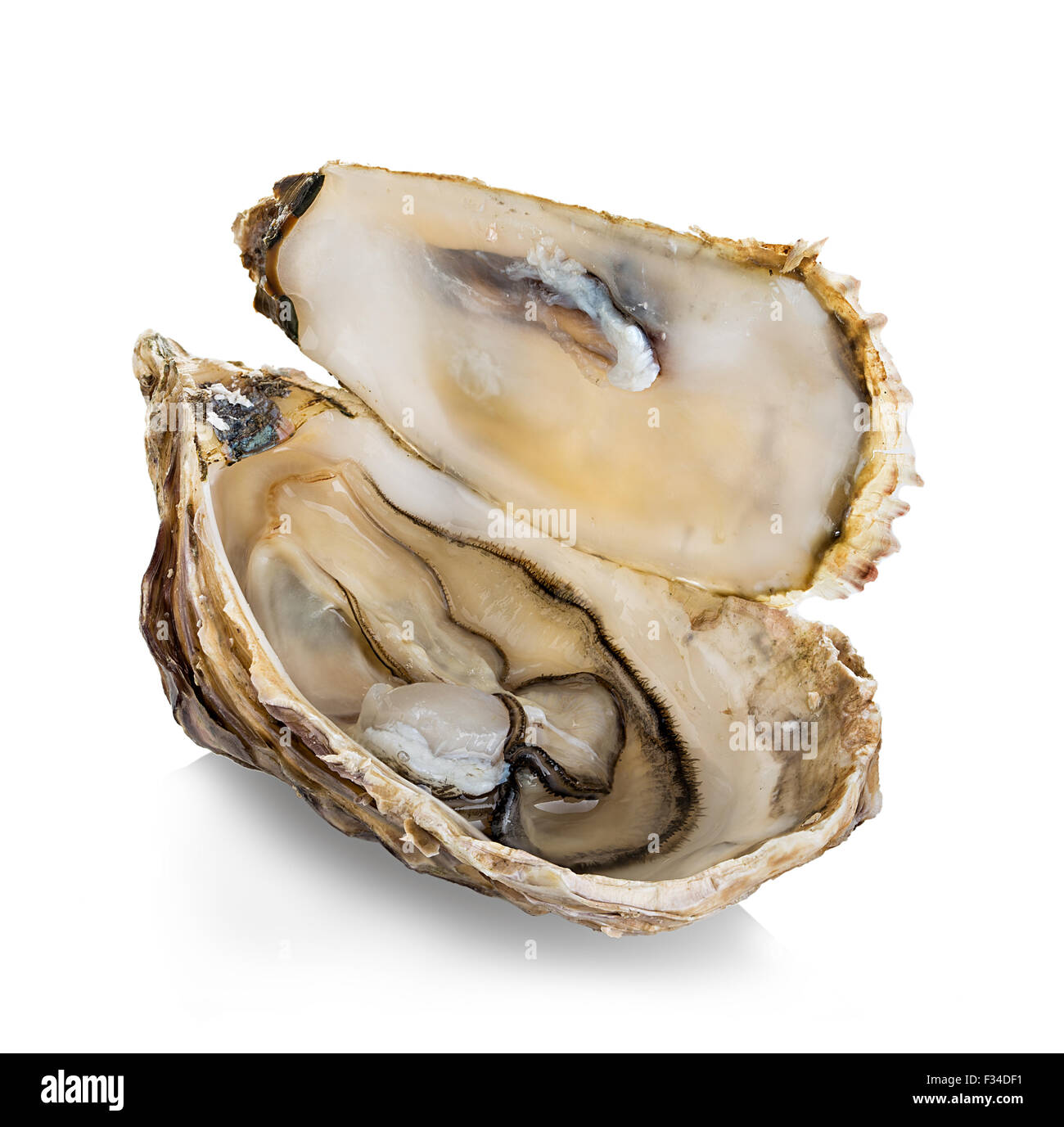 Close up oyster Cut Out Stock Images & Pictures - Alamy