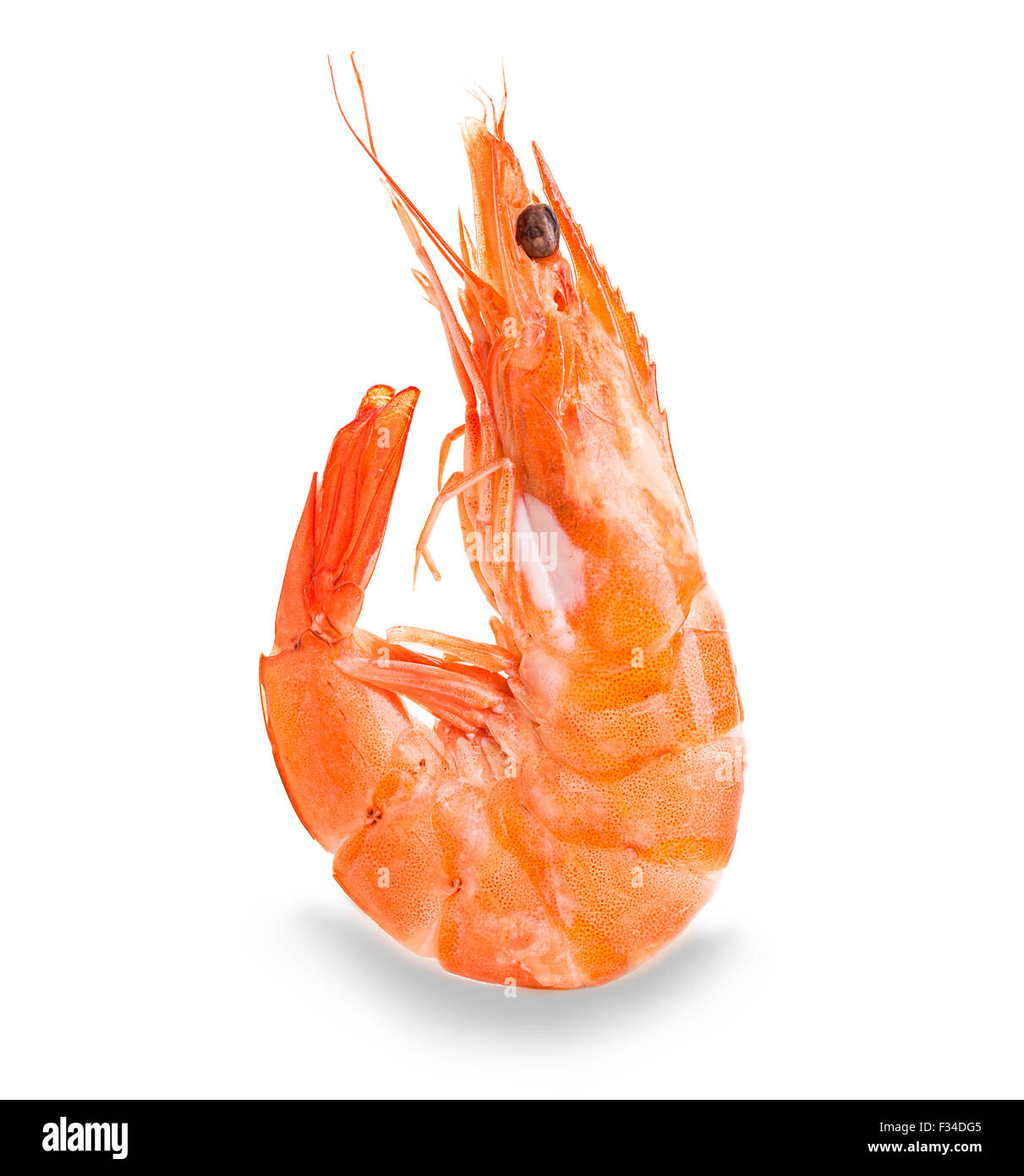 Tiger shrimp. Prawn isolated on a white background. Seafood Stock Photo ...