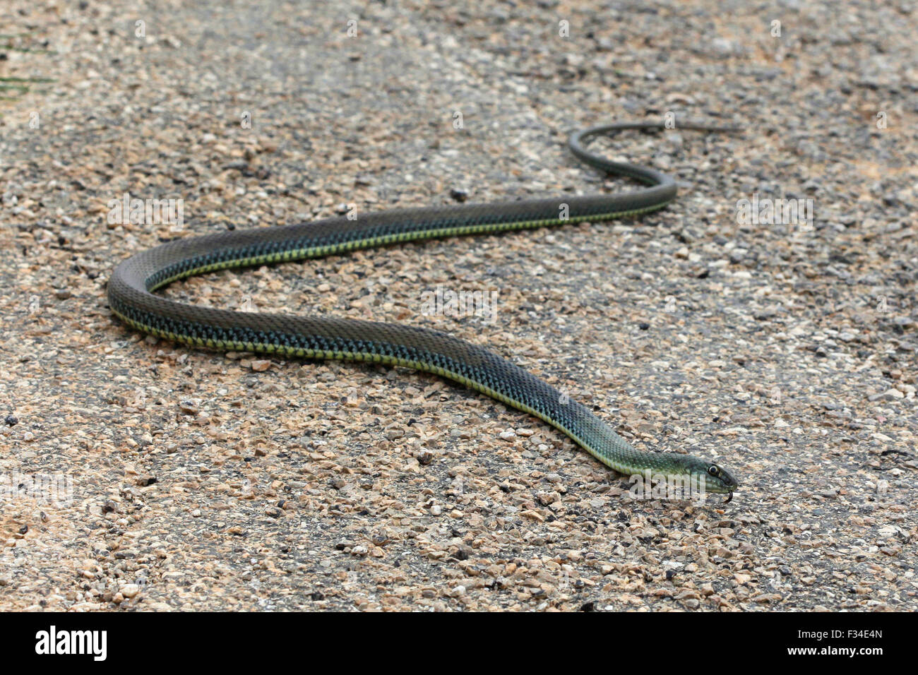 Malpolon High Resolution Stock Photography and Images - Alamy