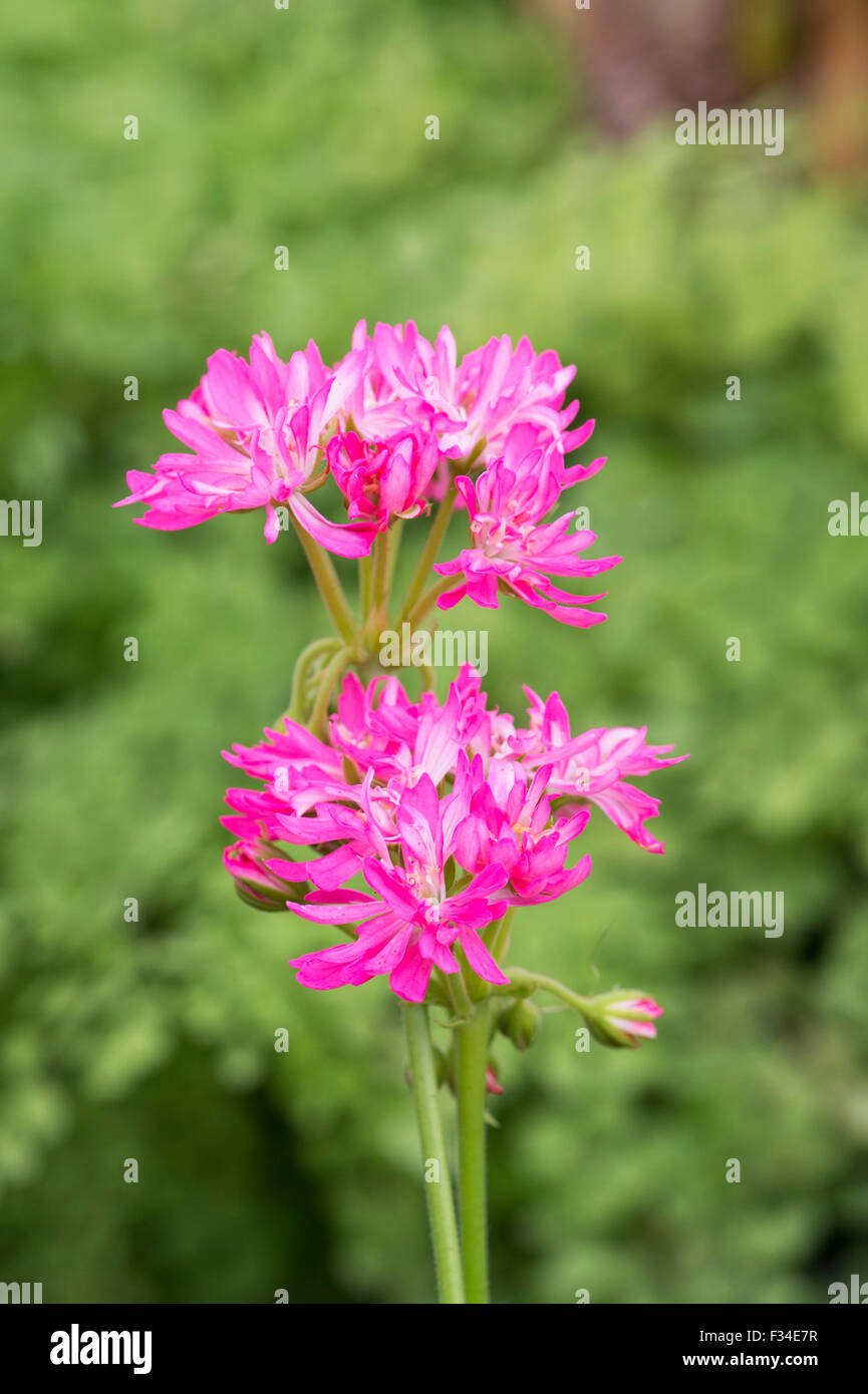 Pelargonium Stellar 'St Lawrence'. Geranium flowers Stock Photo - Alamy