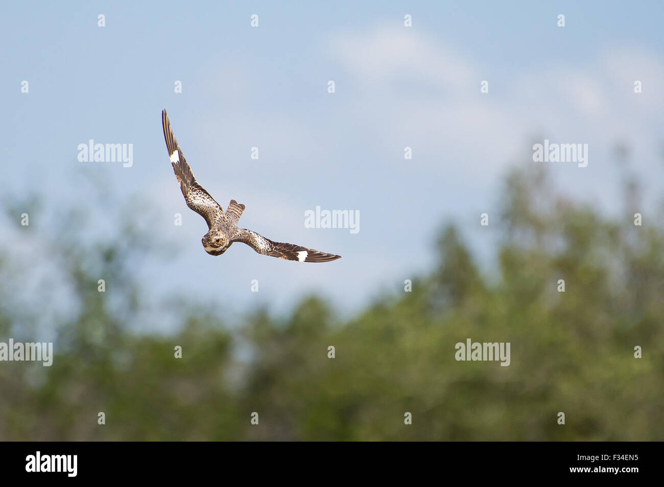 Nighthawk bird swooping down with trees and sky in the background Stock ...