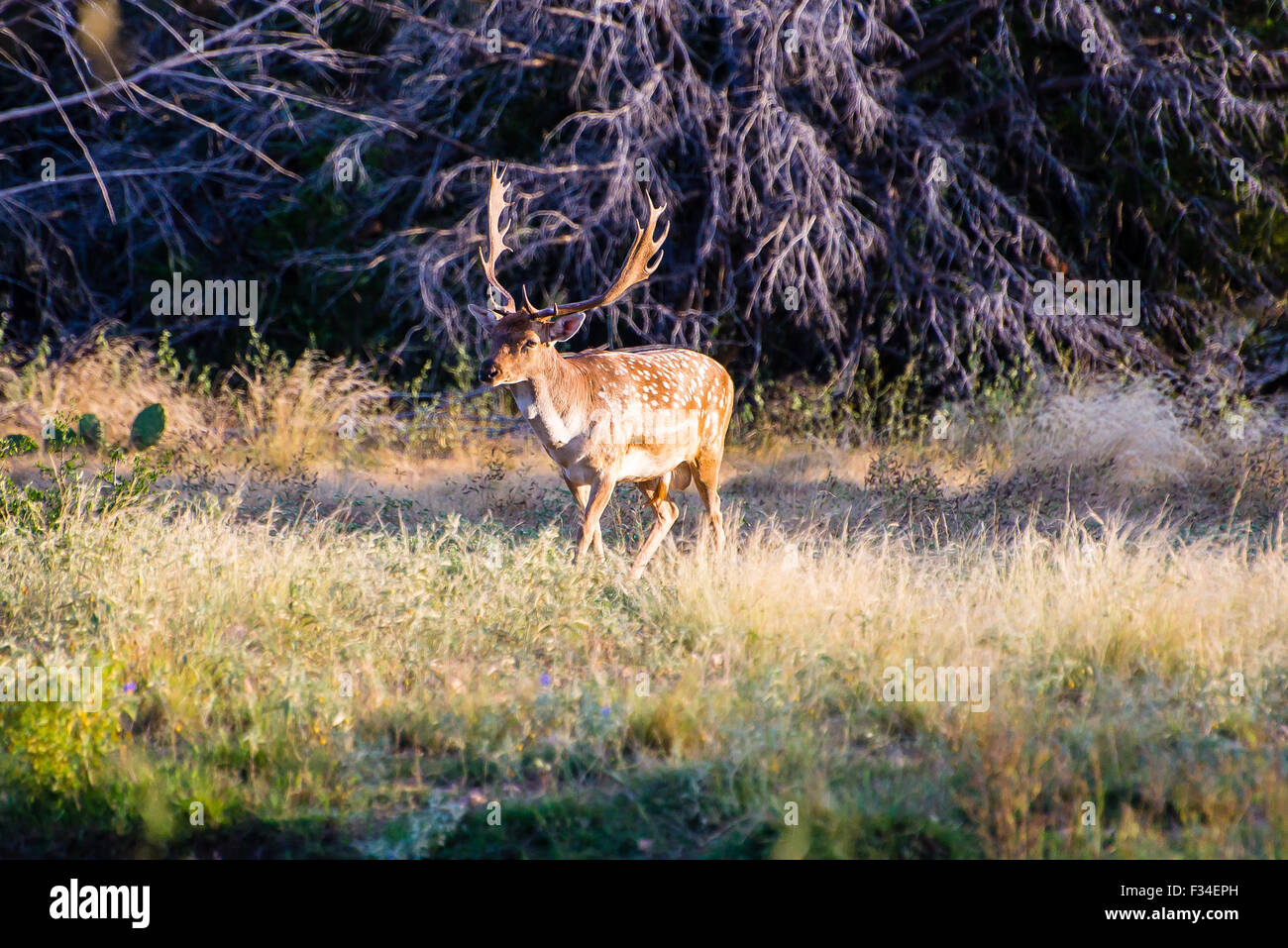 Wild south texas chocolate fallow hi-res stock photography and images ...