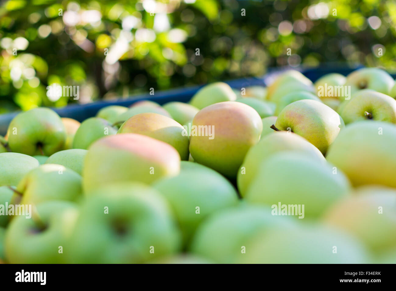Green apples (Golden Delicious Stock Photo - Alamy
