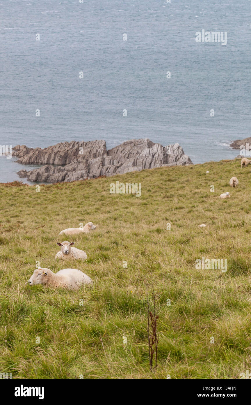Bull Point, Devon, West Country, England, UK Stock Photo - Alamy