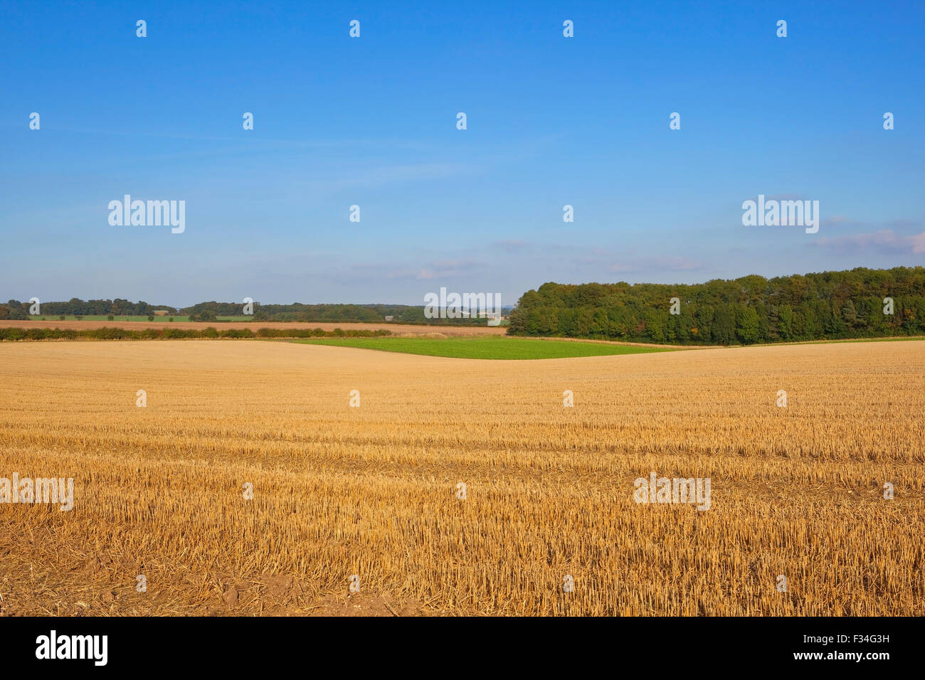 Golden stubble field woodland hi-res stock photography and images - Alamy