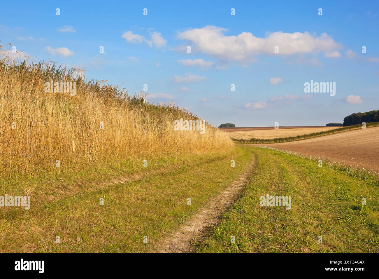 Dry golden grasses by a grassy track in the scenic patchwork landscape ...