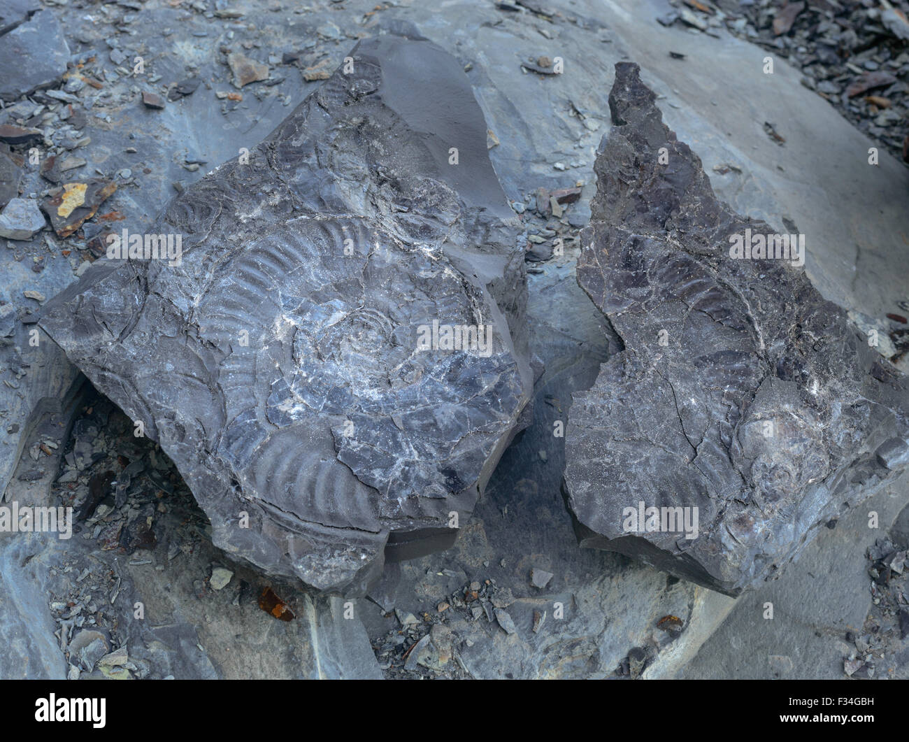 Fossil whitby hi-res stock photography and images - Alamy