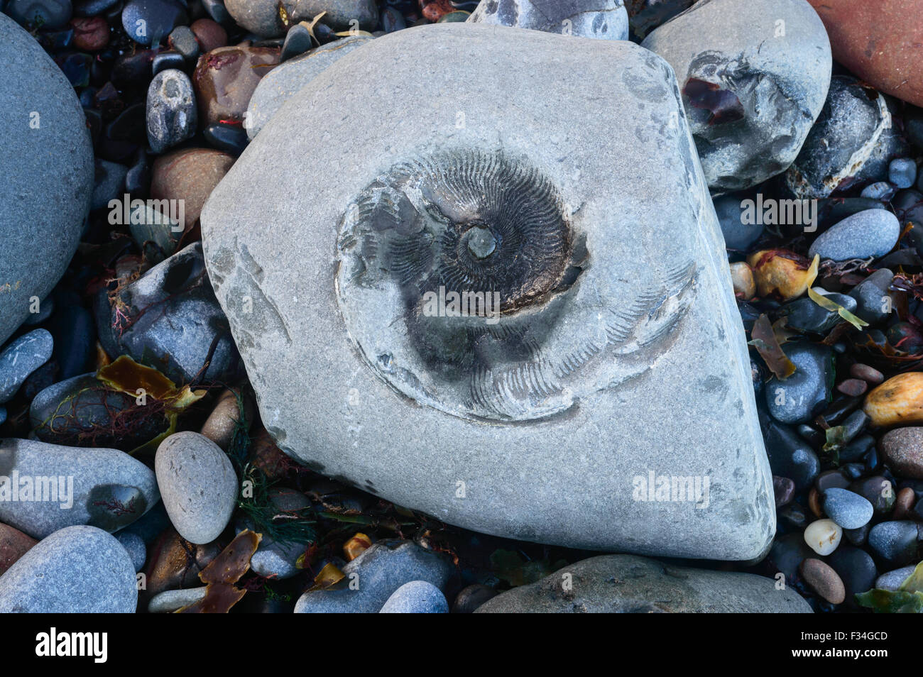Fossil hunting yorkshire hi-res stock photography and images - Alamy