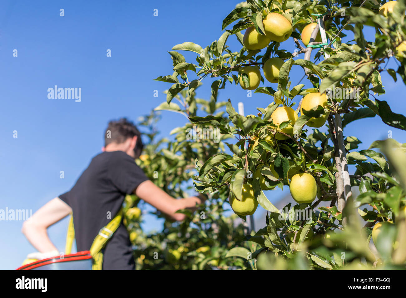 Man picking green apples Stock Photo - Alamy