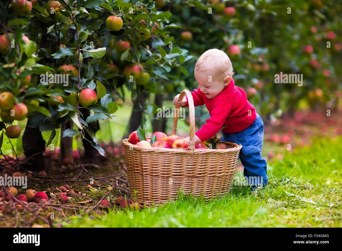 Adorable baby boy picking fresh ripe apples in fruit orchard. Children ...