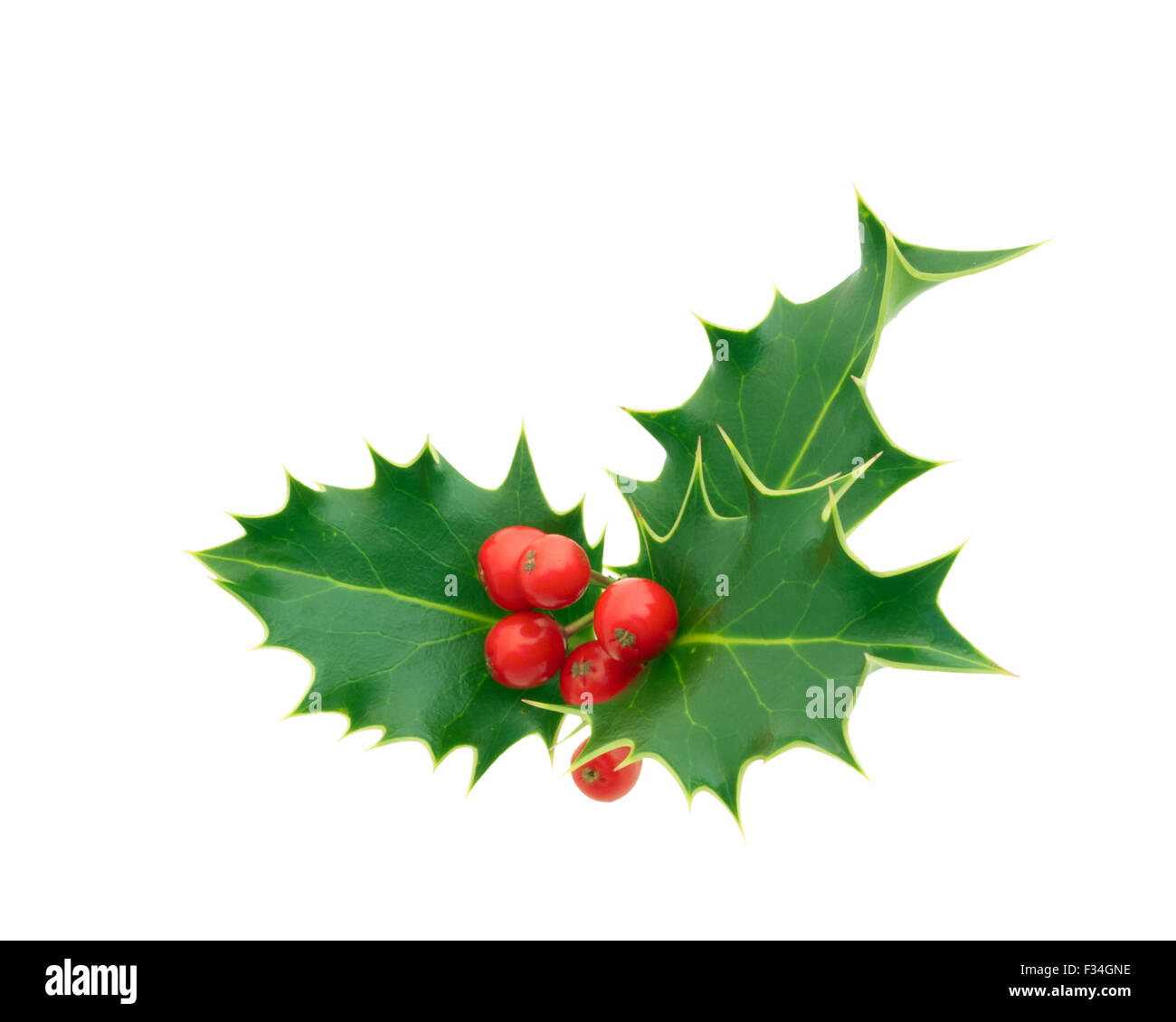 Holly sprig hi-res stock photography and images - Alamy