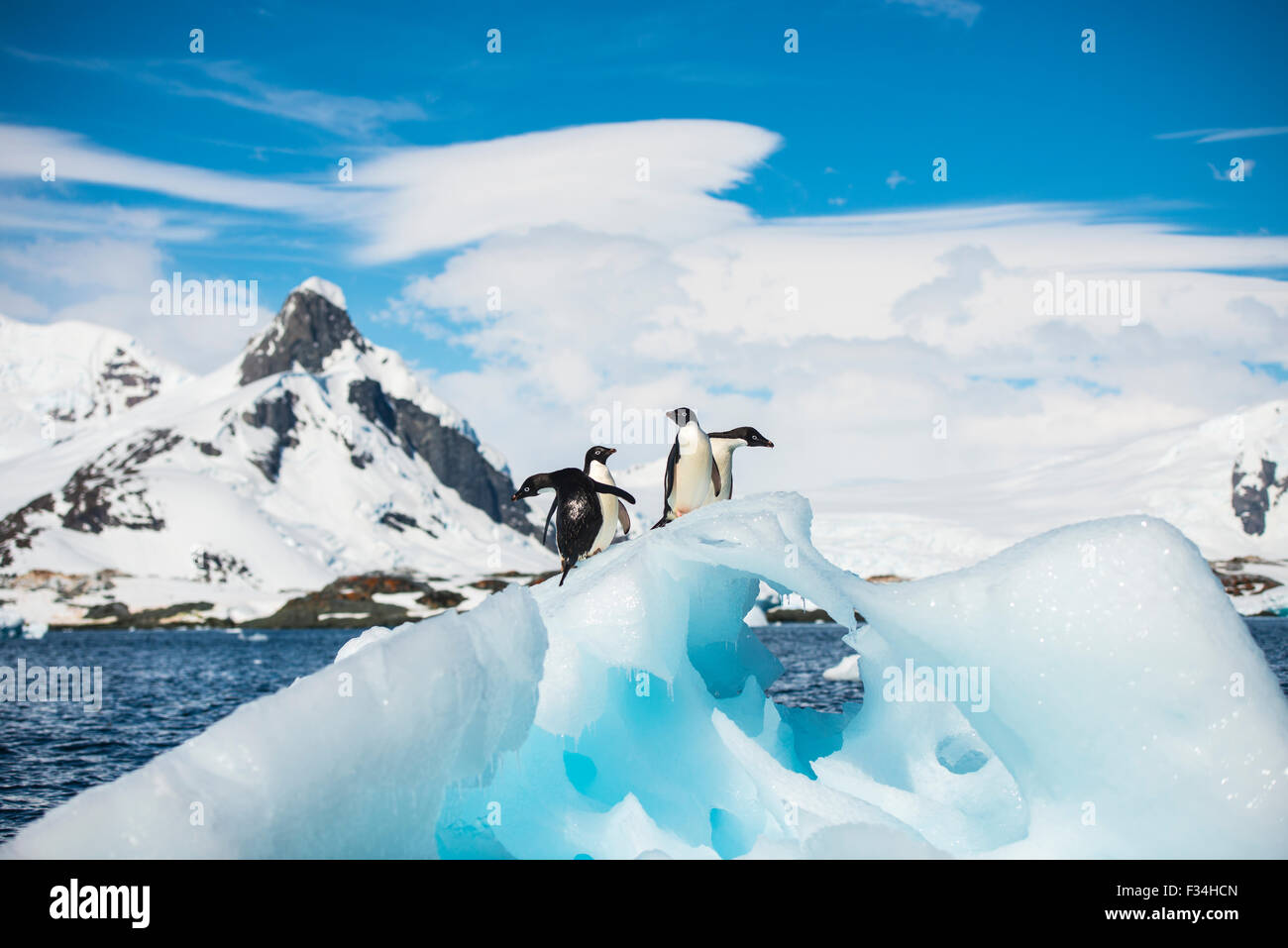 Adelie colony iceberg diving hi-res stock photography and images - Alamy