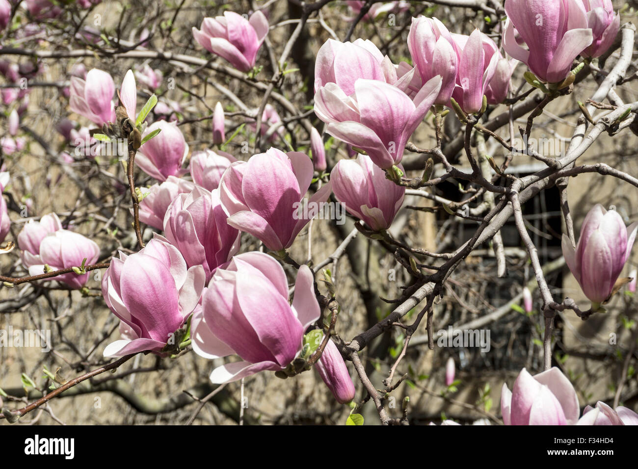 Star Magnolia Tree High Resolution Stock Photography and Images - Alamy