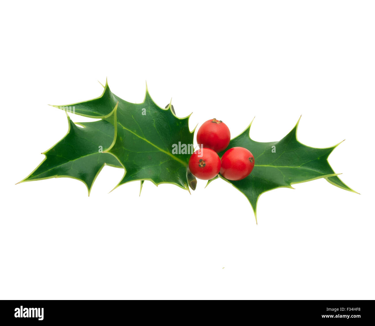 Holly Sprig on white Stock Photo - Alamy