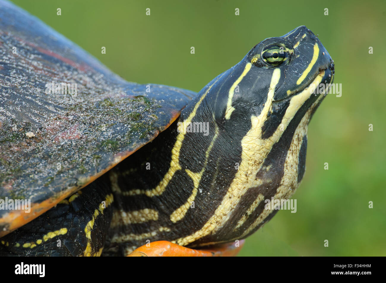 Close-up of head of Florida red-bellied cooter, AKA Florida redbelly ...