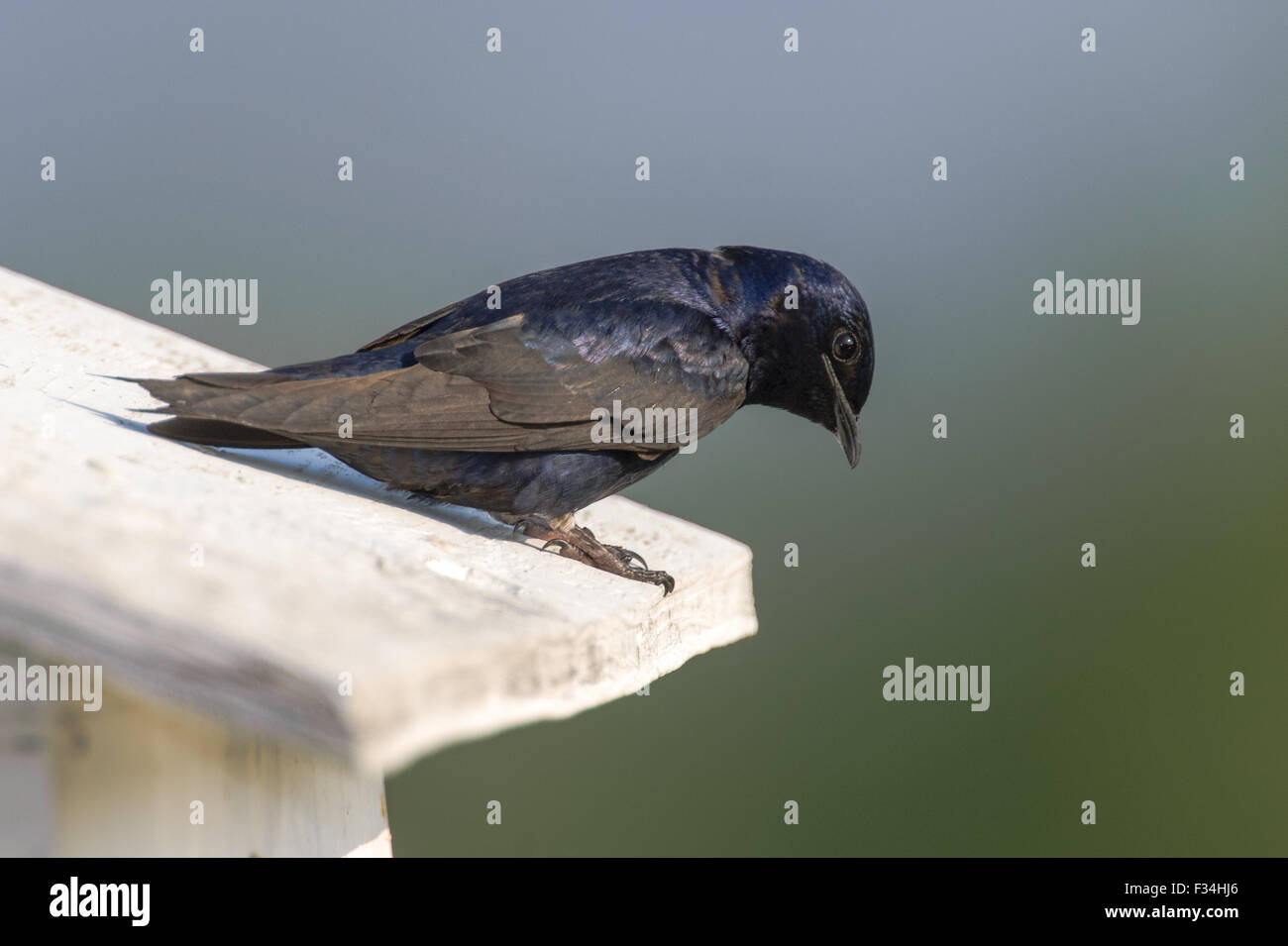 Male Purple Martin (Progne subis), on nesting box Wakodahatchee ...