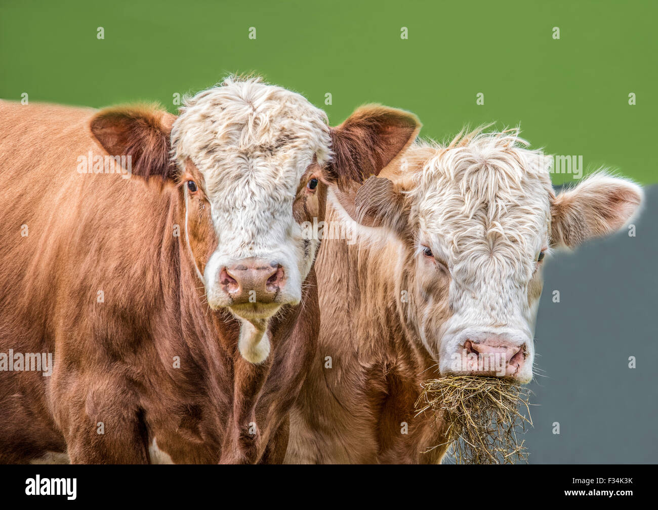 Cows gazing hi-res stock photography and images - Alamy