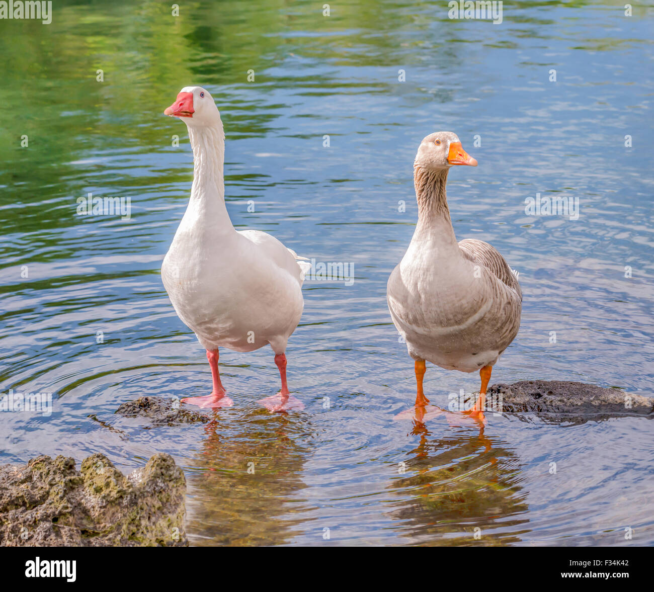 A couple of geese Stock Photo - Alamy