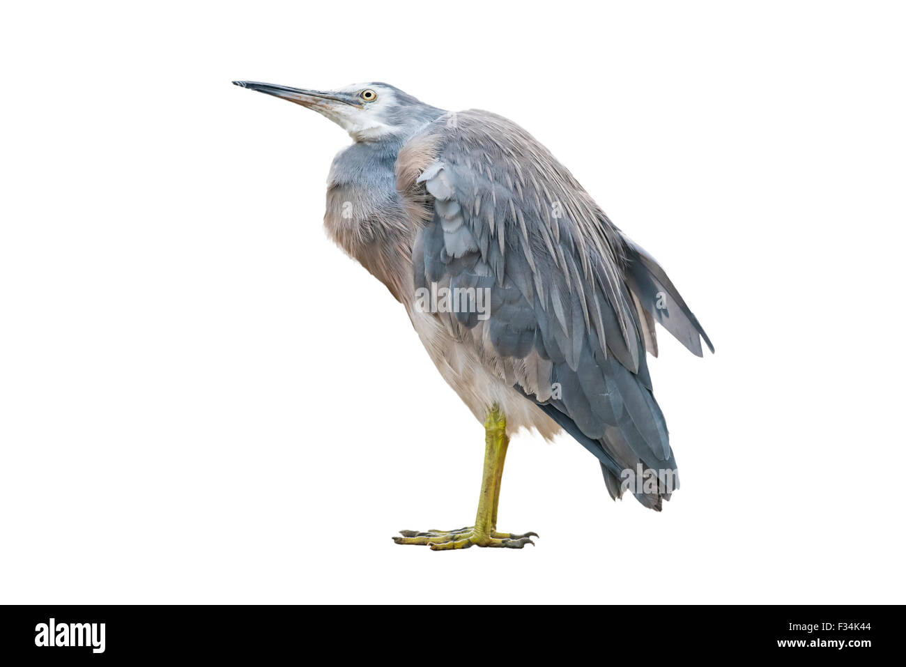 Grey heron bird ardea Cut Out Stock Images & Pictures - Alamy