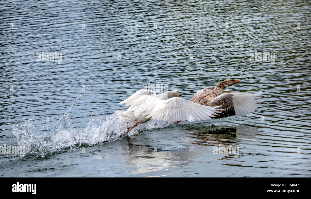 Goose water fowl landing splash hi-res stock photography and images - Alamy