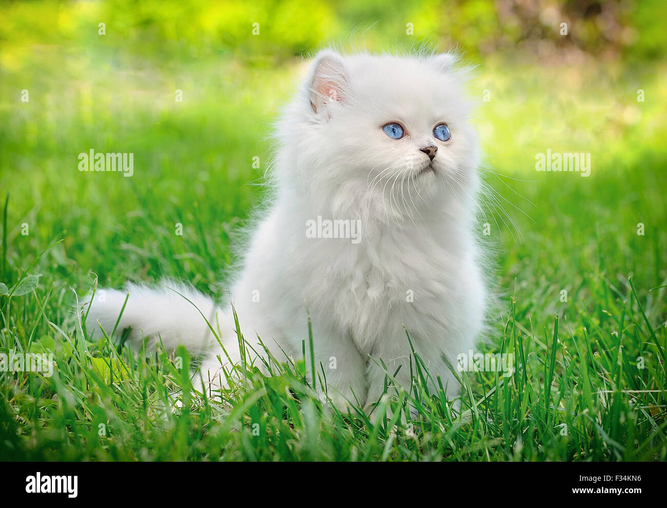White cat in british short hair hi-res stock photography and images - Alamy
