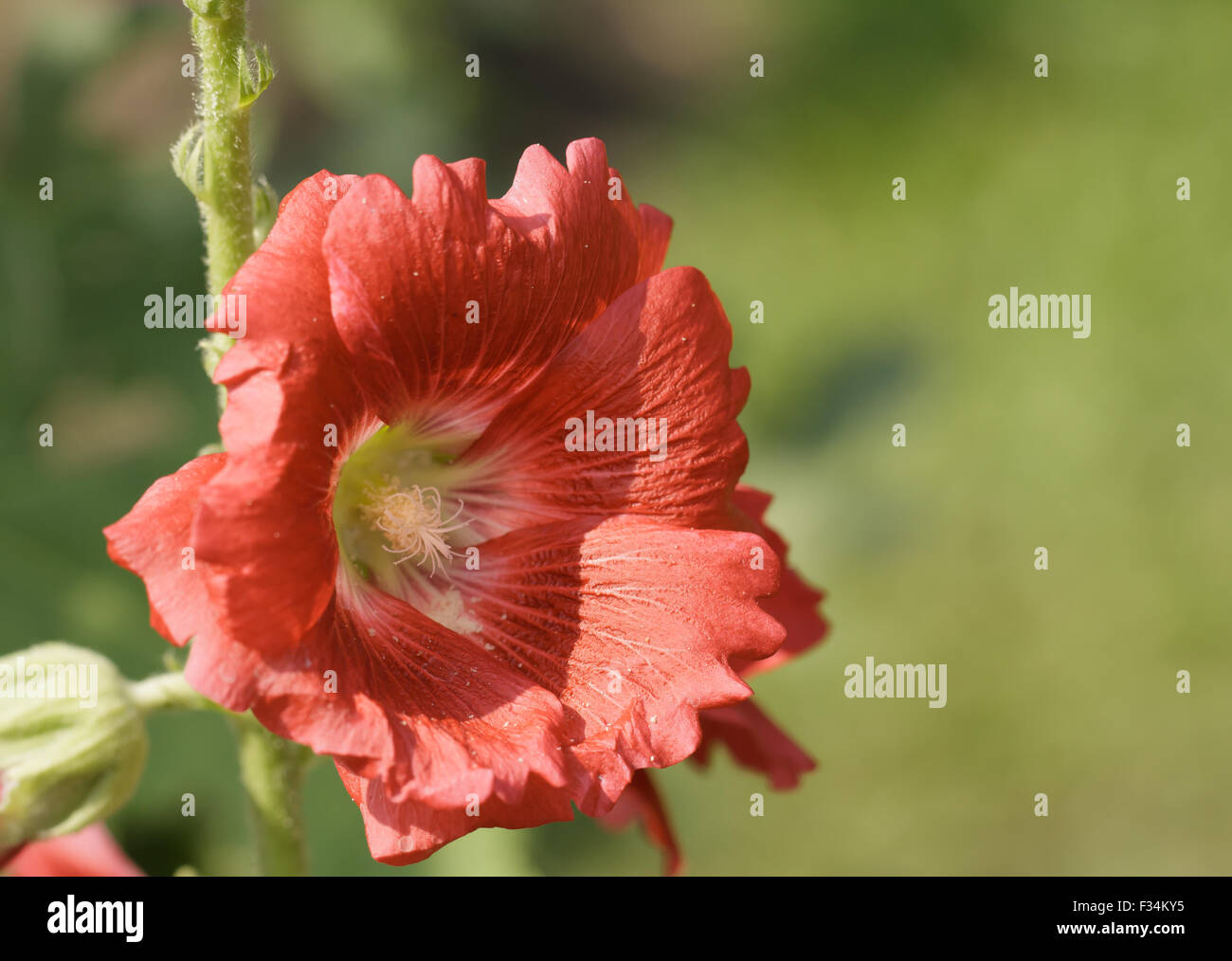Hollyhock flower beautiful in the garden Stock Photo - Alamy