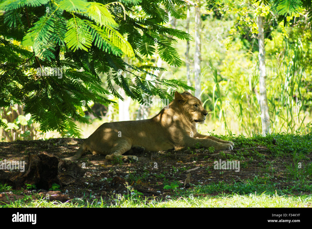 Mature lioness hi-res stock photography and images - Alamy