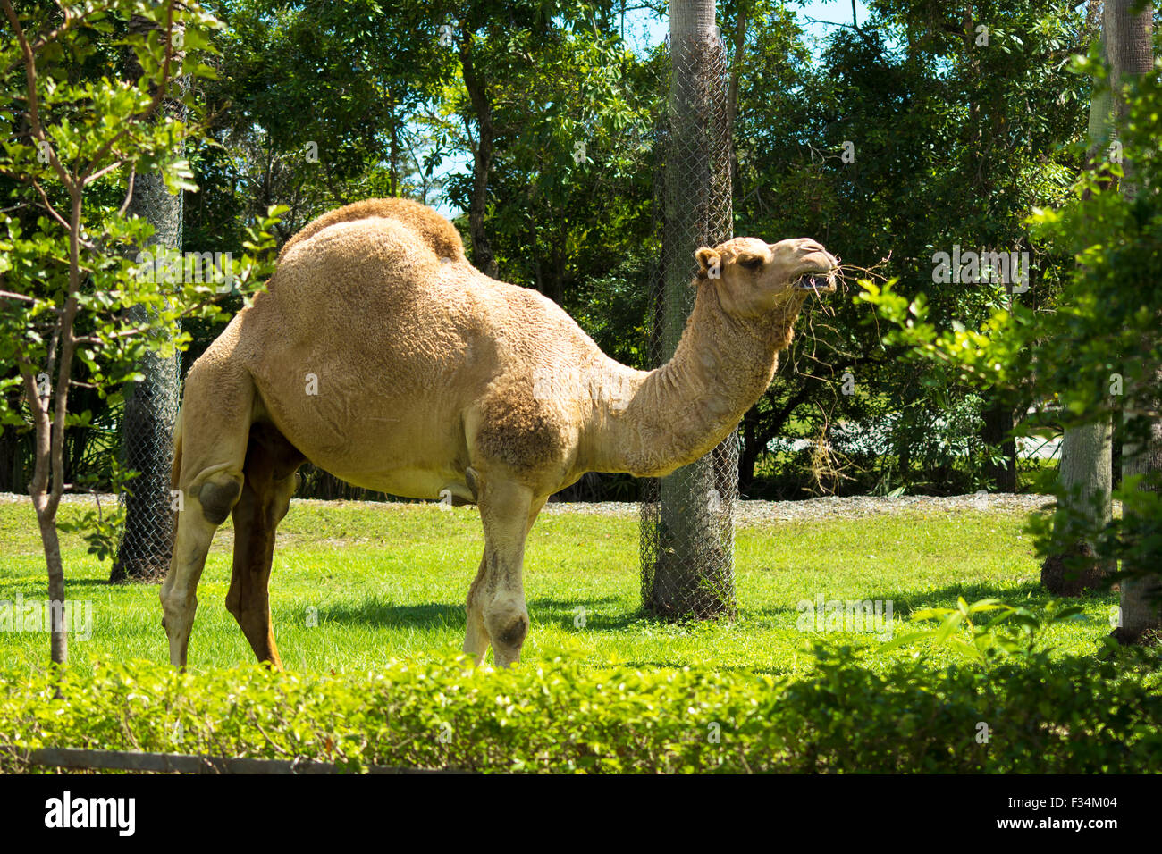 3 camels hi-res stock photography and images - Alamy