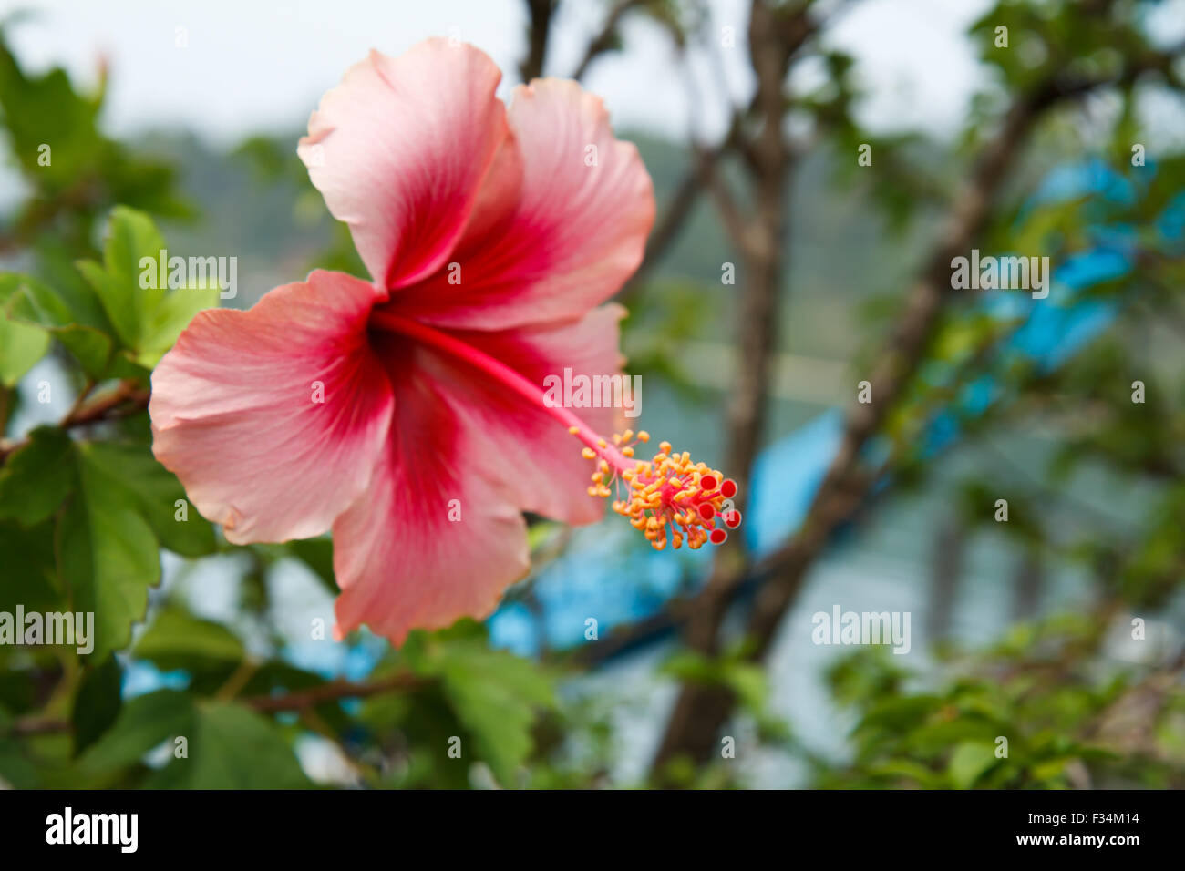 Pollen of hibiscus hi-res stock photography and images - Alamy
