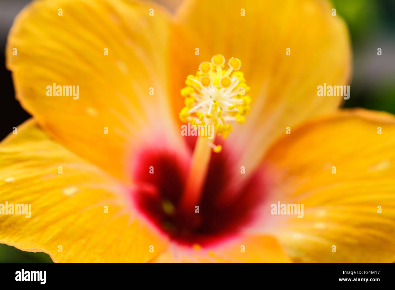 Pollen of hibiscus hi-res stock photography and images - Alamy
