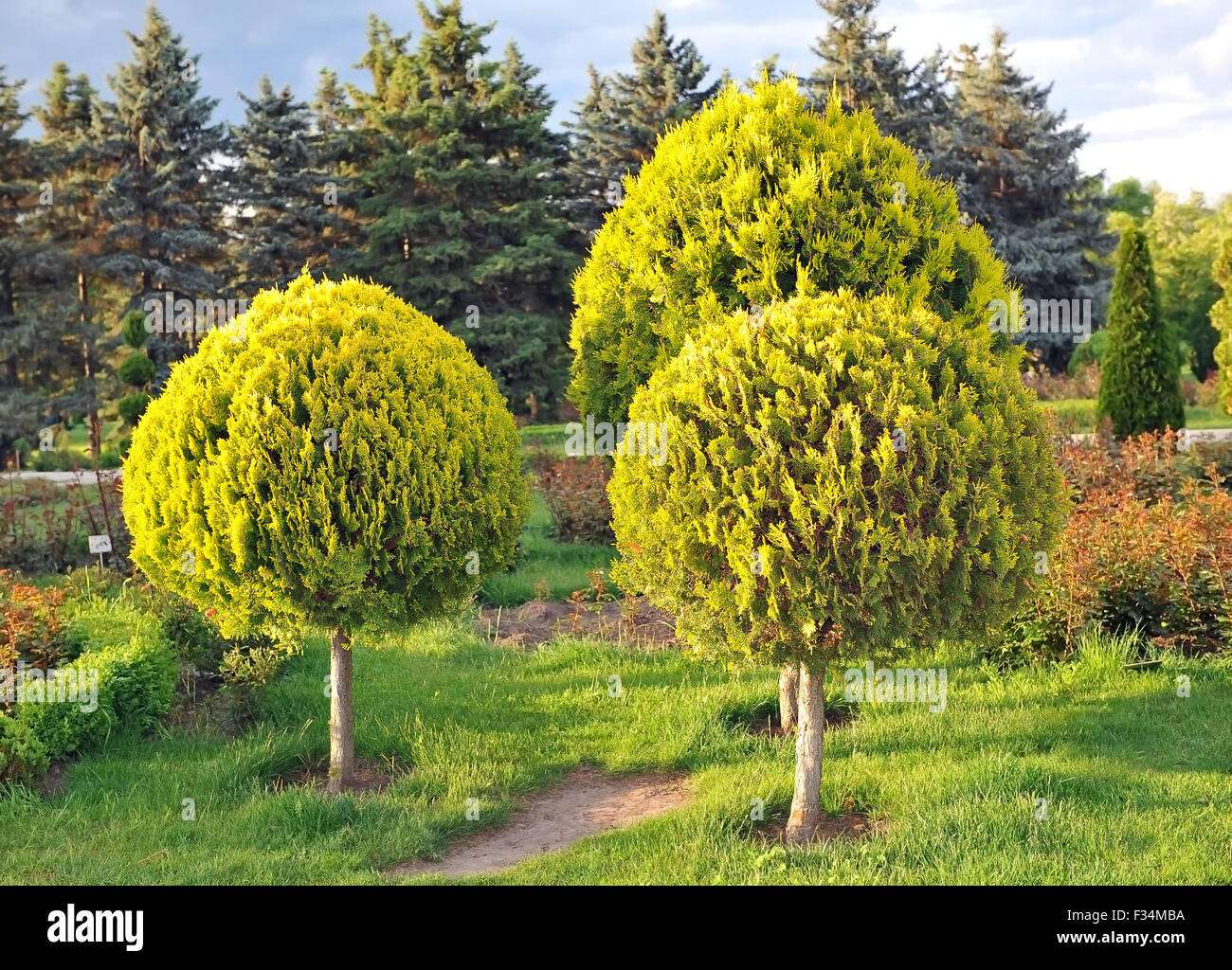 Arborvitae hedge hi-res stock photography and images - Alamy