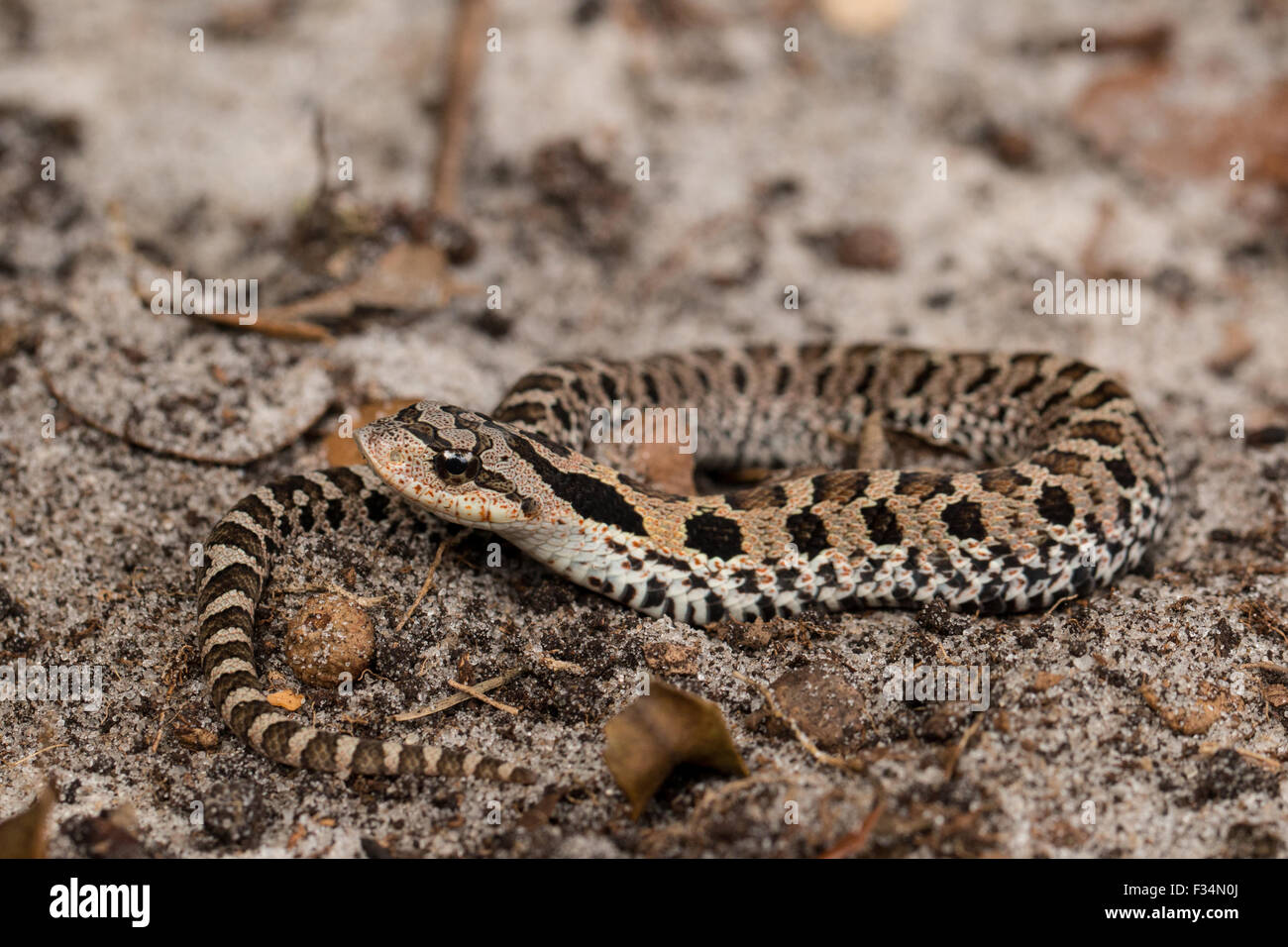 Spreading adder hi-res stock photography and images - Alamy