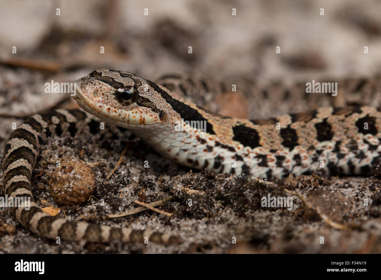 Spreading adder hi-res stock photography and images - Alamy