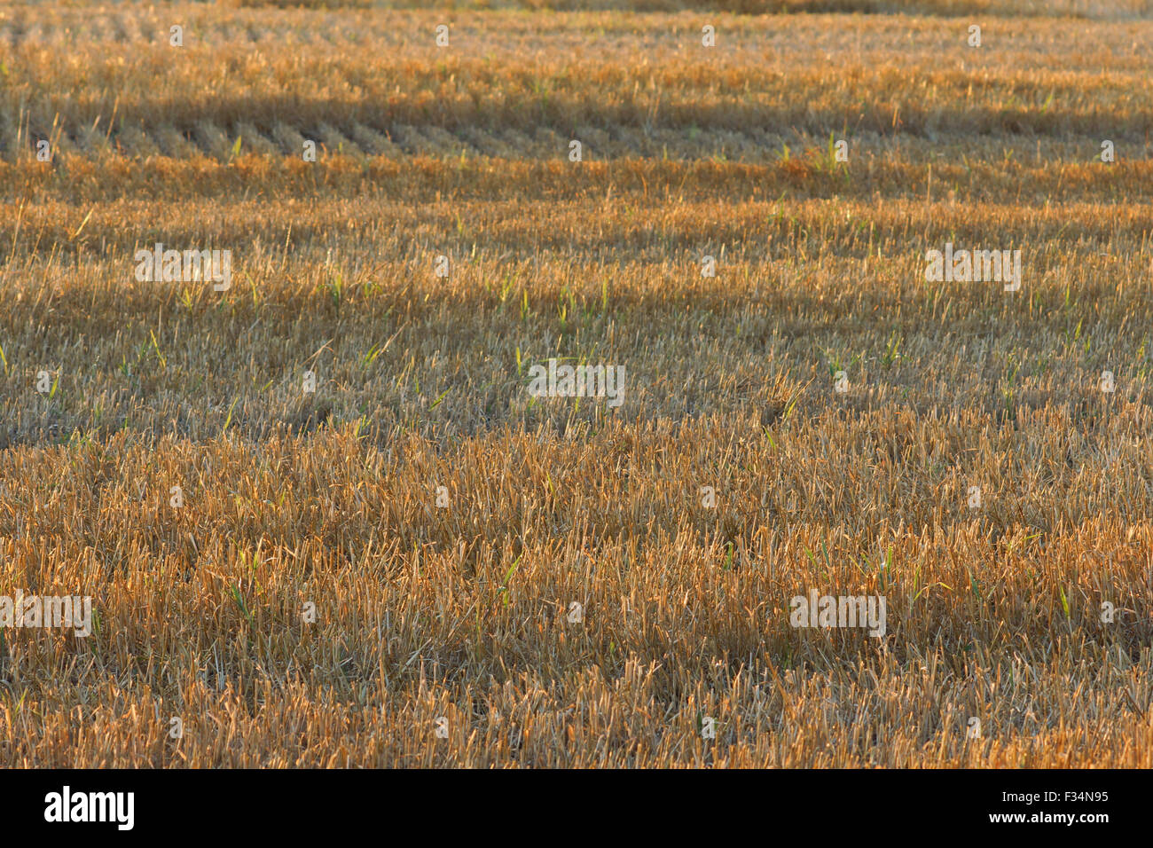Golden stem straw of a cut winter wheat crop in the warm morning light ...