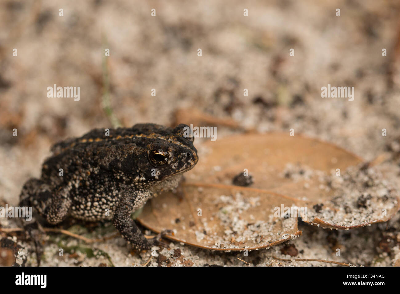 Oak toad - Bufo quercicus Stock Photo - Alamy