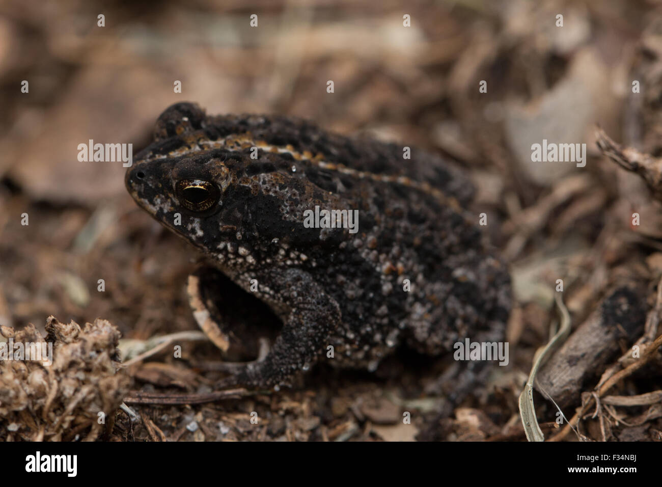 Oak toad - Bufo quercicus Stock Photo - Alamy
