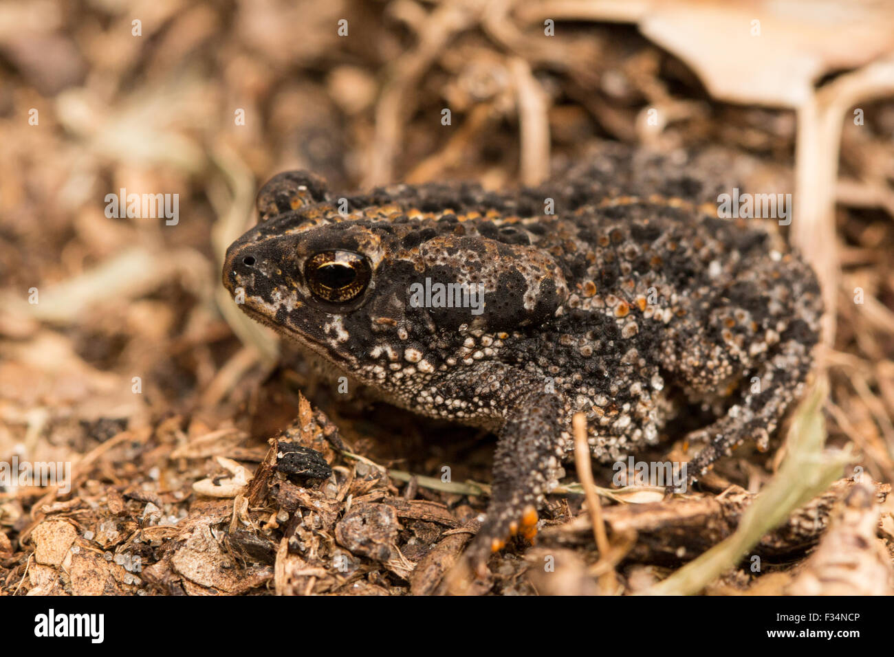 Oak toad - Bufo quercicus Stock Photo - Alamy