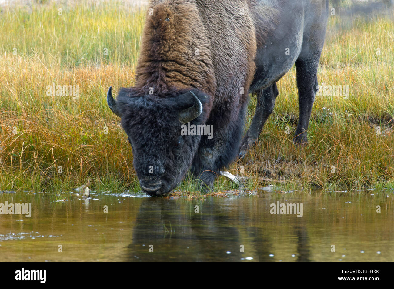 American Bison (Bison bison) drinking from stream, Yellowstone National ...