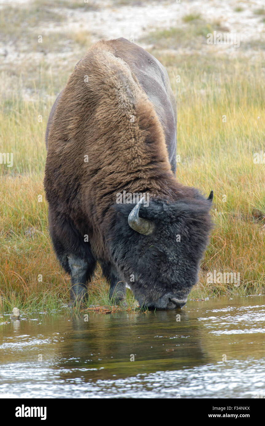 American Bison (Bison bison) drinking from stream, Yellowstone National ...