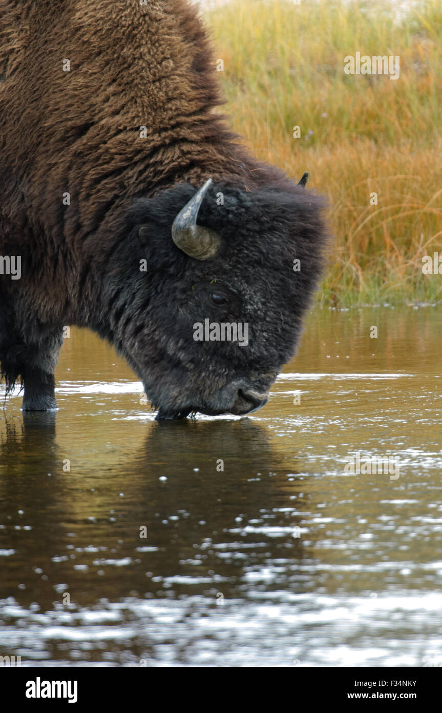 American Bison (Bison bison) drinking from river, Yellowstone National ...