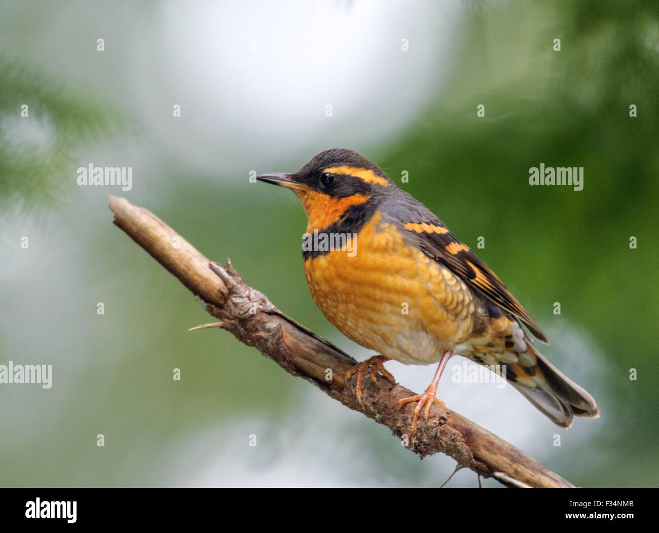Varied Thrush (Ixoreus naevius), Gabriola Island, British Columbia ...