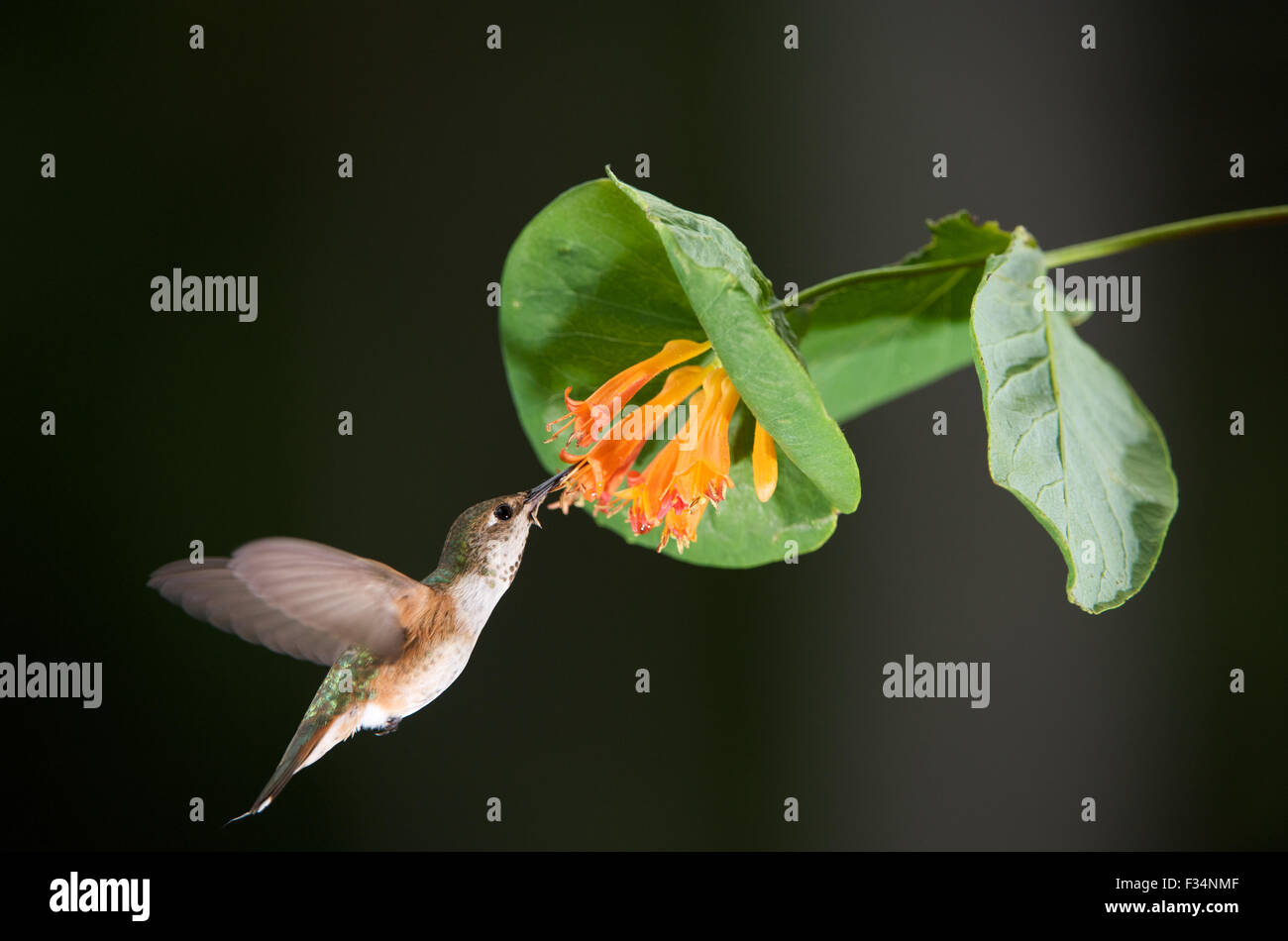 Rufous Hummingbird (Selasphorus rufus) feeding from wild honeysuckle ...