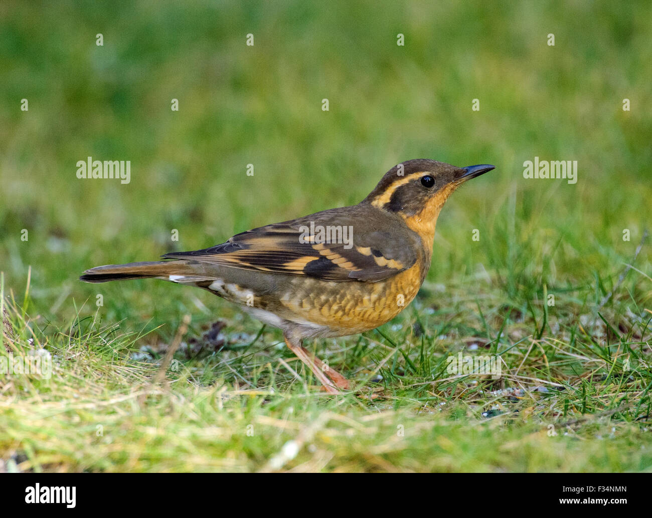 Varied thrush hi-res stock photography and images - Alamy