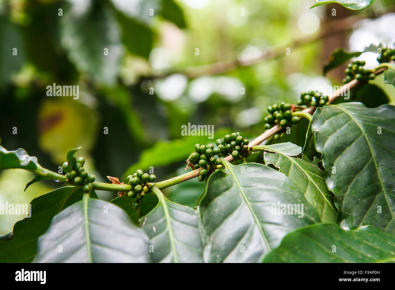 Coffee trees hi-res stock photography and images - Alamy