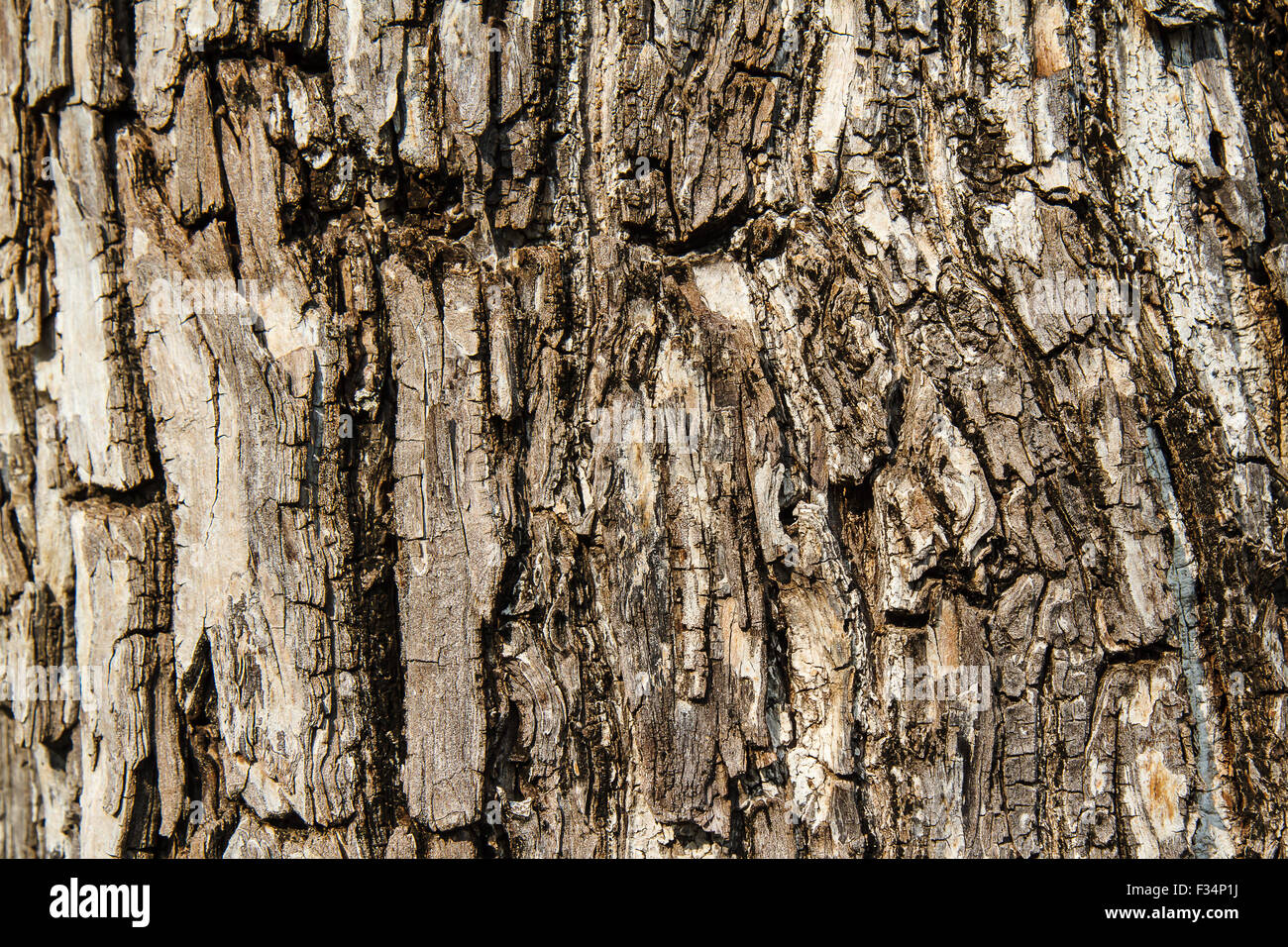 Dry tree bark texture background Stock Photo - Alamy