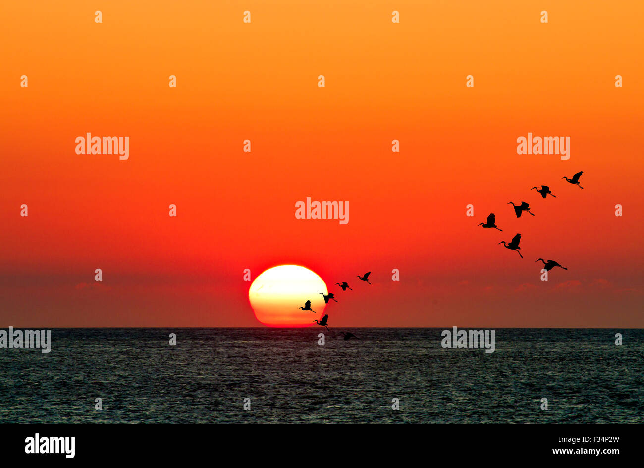 Flying seagull with reflection on lake hi-res stock photography and ...